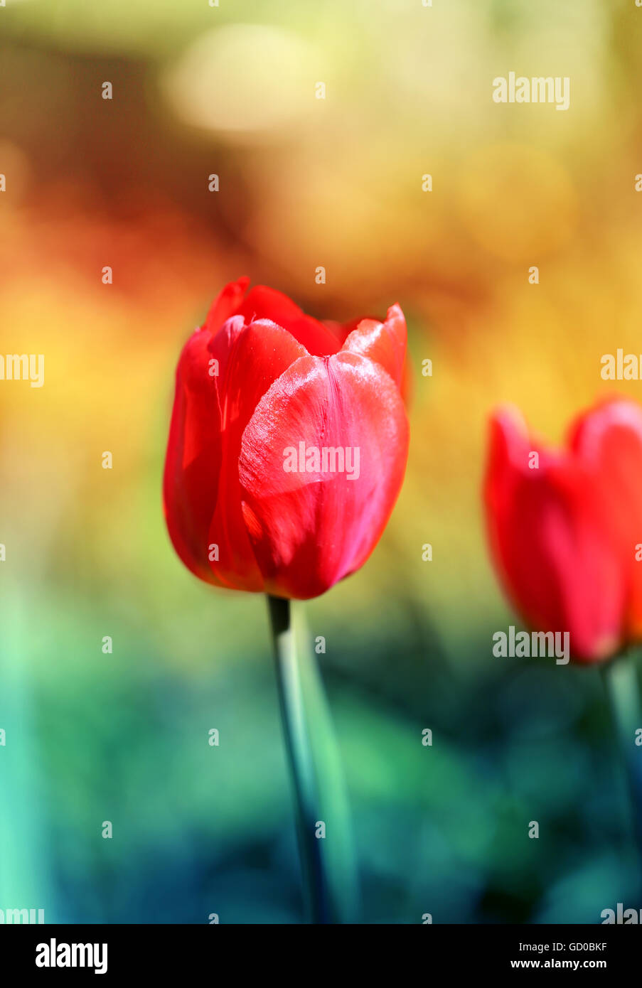 Beautiful red flowers tulips photographed in close-up Stock Photo - Alamy