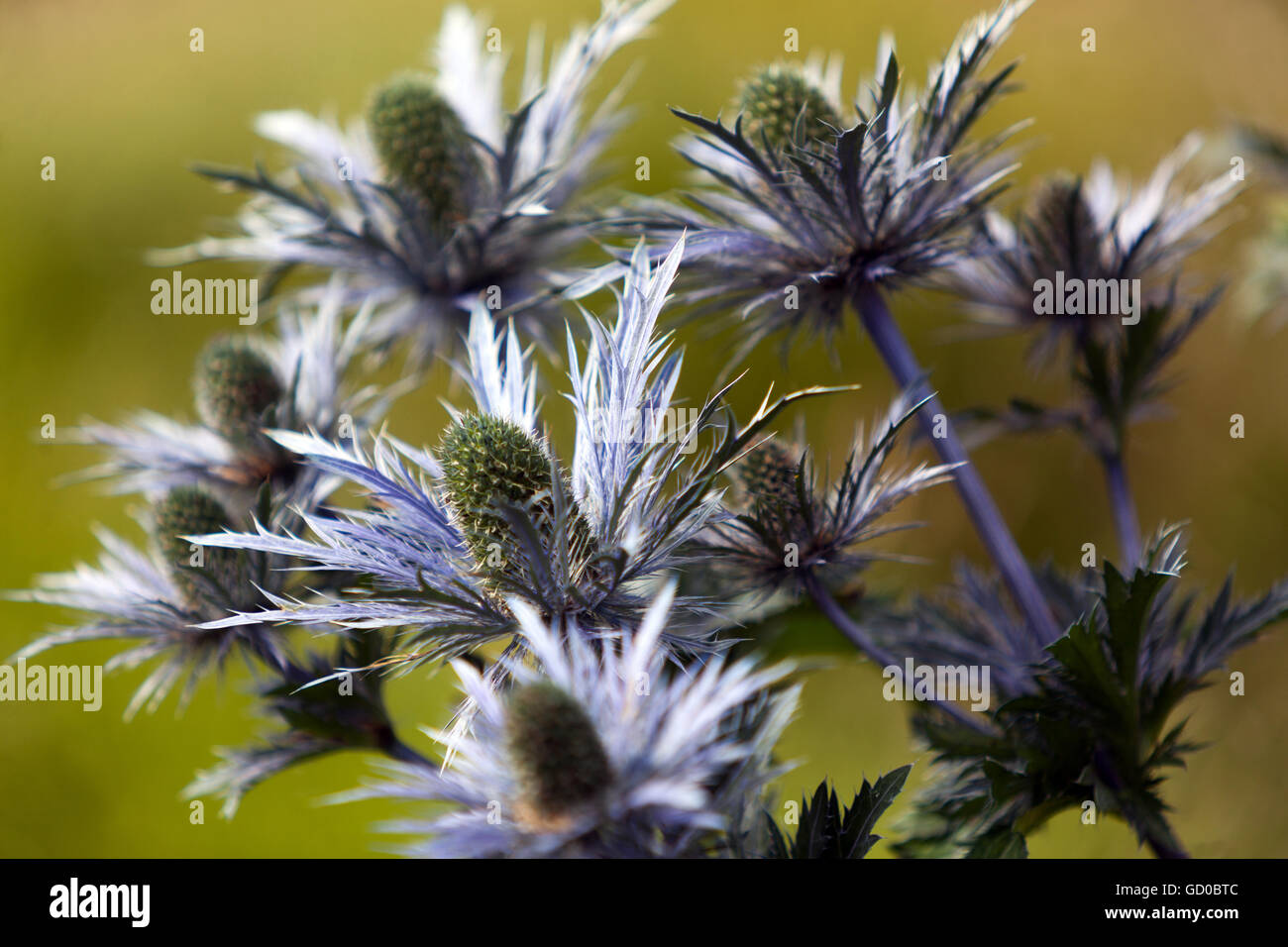 Eryngo and Sea holly, Eryngium alpinum Stock Photo - Alamy