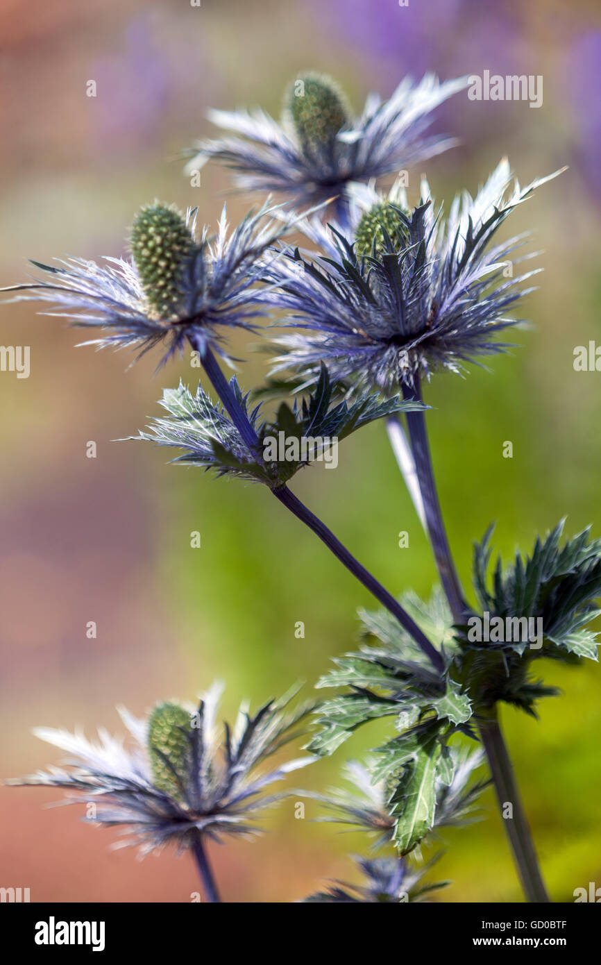 Eryngo and Sea holly, Eryngium alpinum Stock Photo - Alamy
