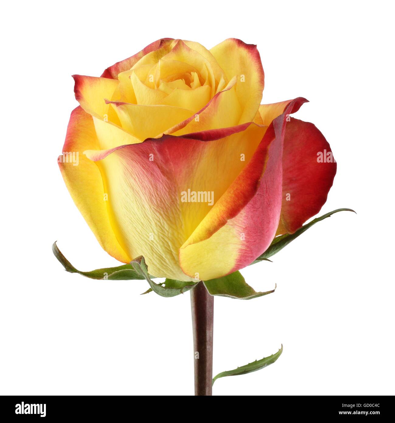 Hot Pink And Yellow Roses