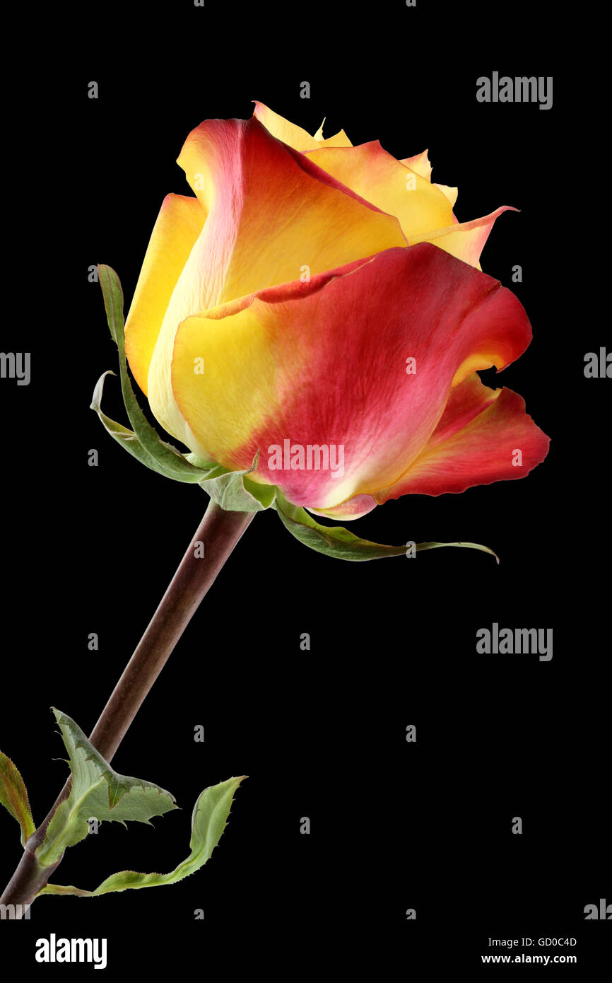 Yellow rose with red edges of petals on black background Stock Photo ...