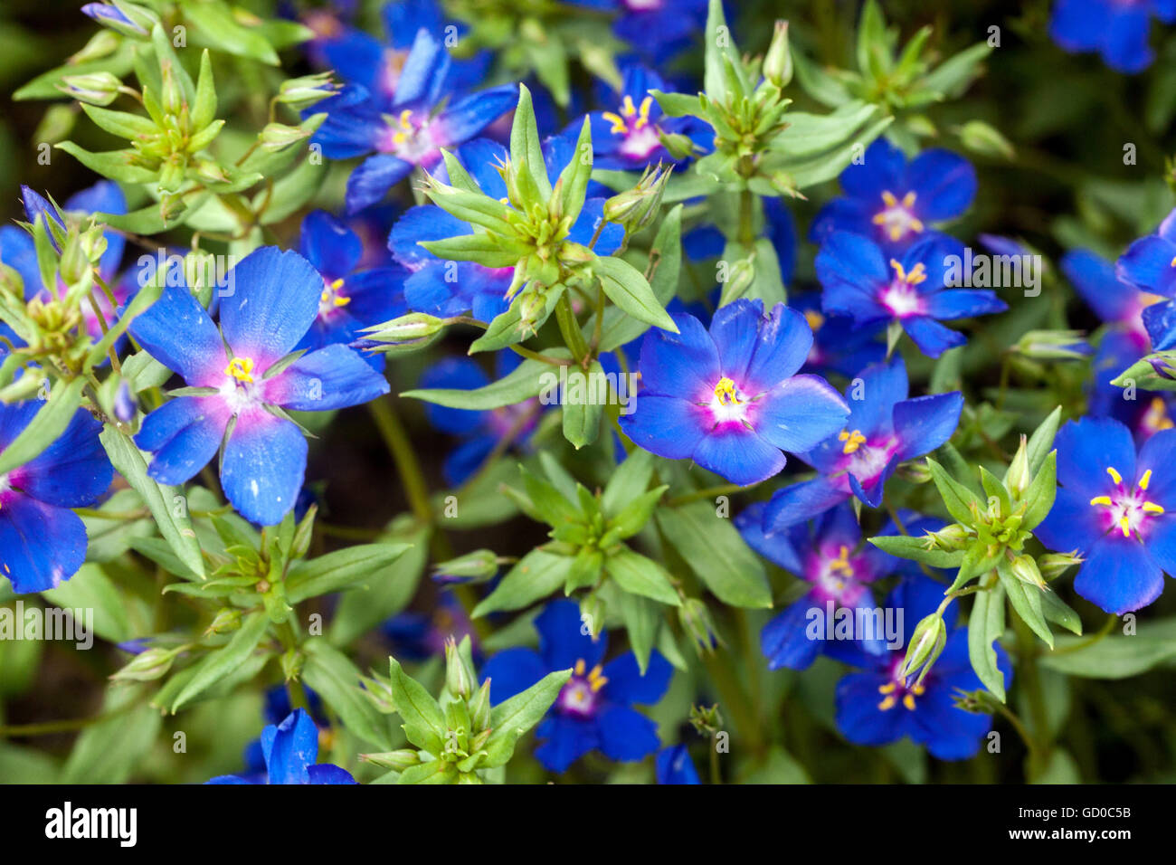 Lysimachia monelli or Anagallis monelli "Blue Stock Photo - Alamy