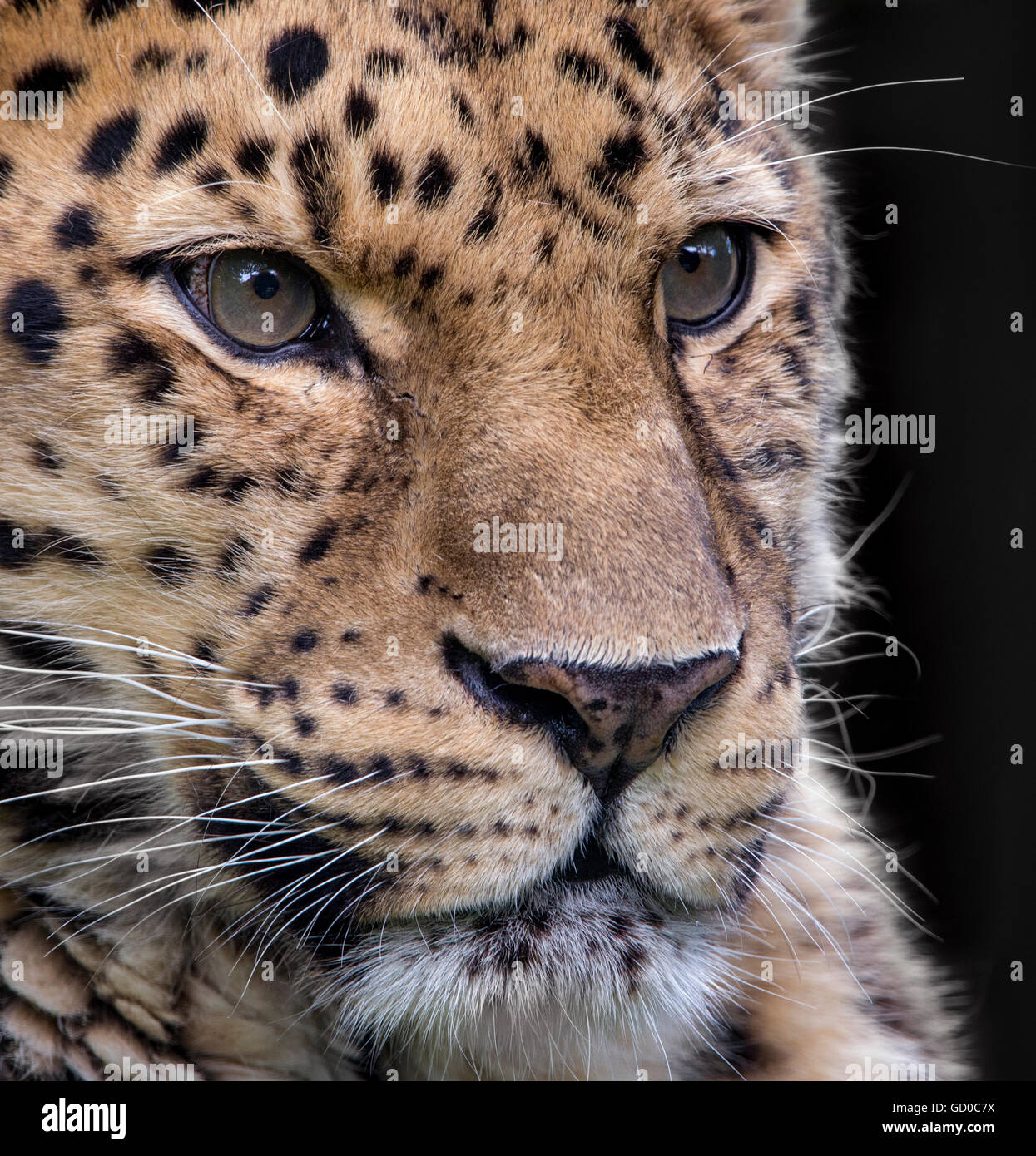 Male Amur leopard (close-up Stock Photo - Alamy