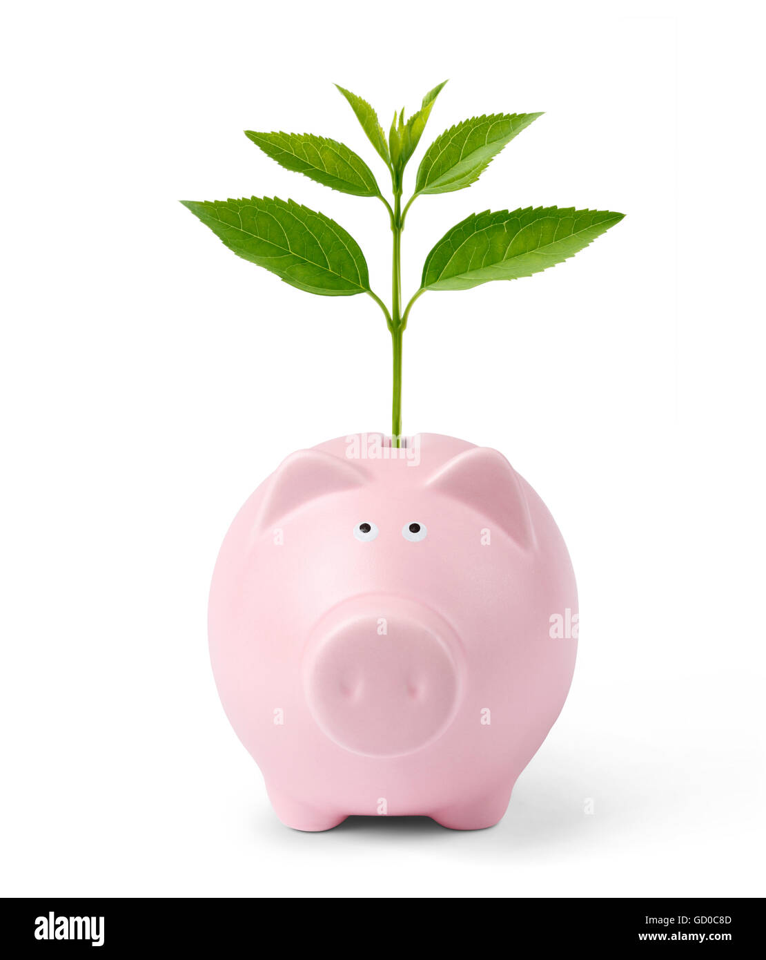 Growing money.Piggy bank with plant Stock Photo - Alamy