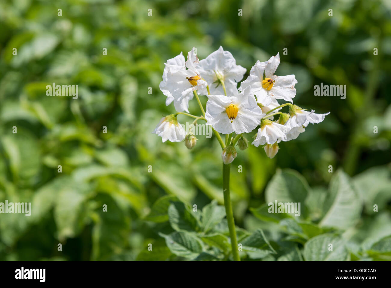 Potato inflorescence hi-res stock photography and images - Alamy