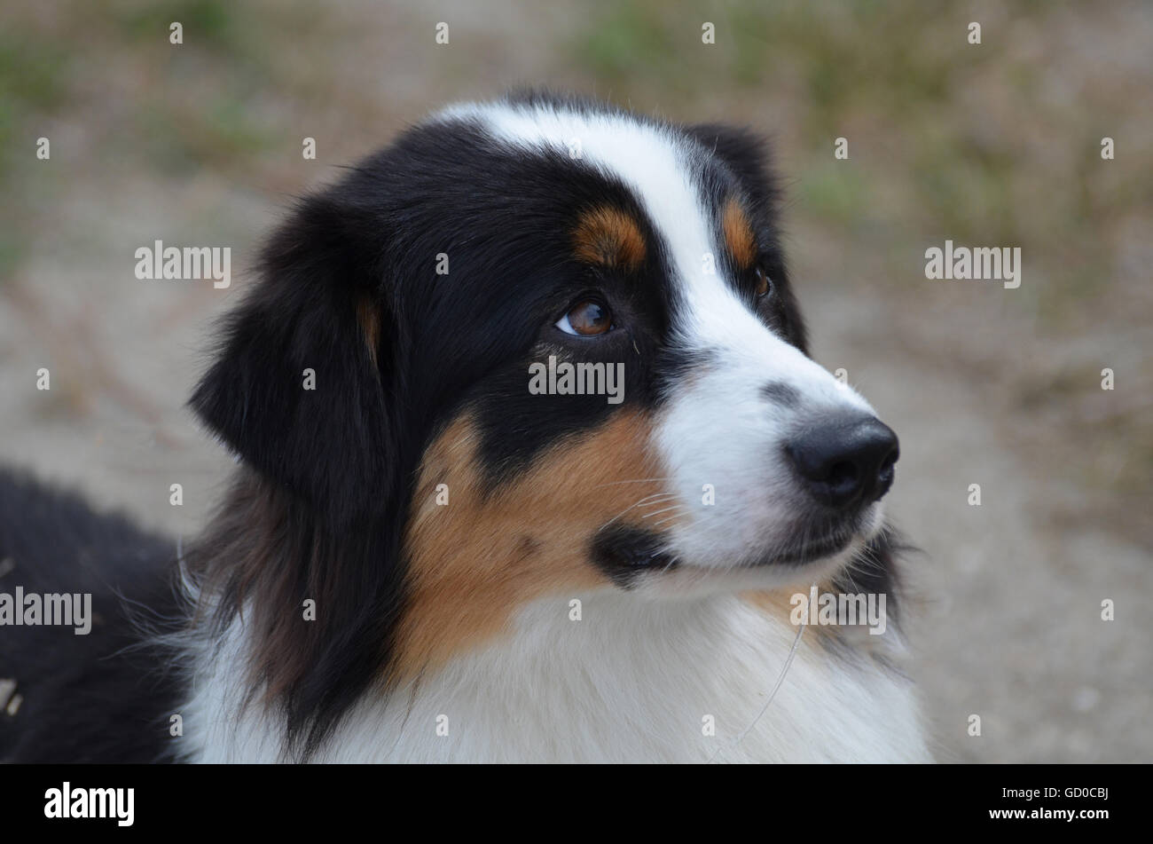 Gorgeous profile of an Australian Shepherd dog's face Stock Photo - Alamy