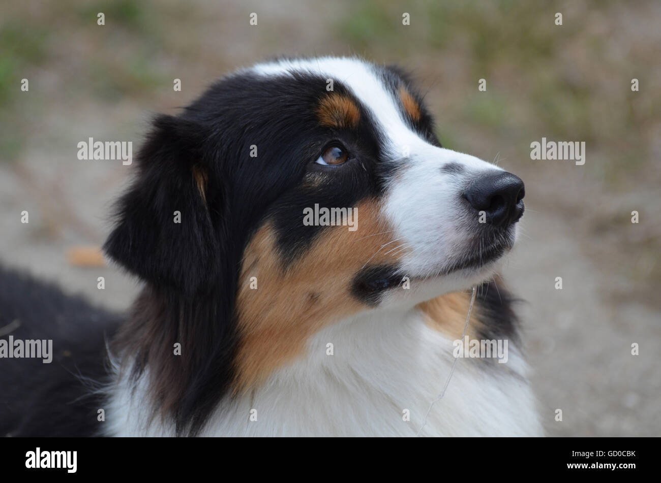 Gorgeous Aussie from a side view with a really cute face Stock Photo ...