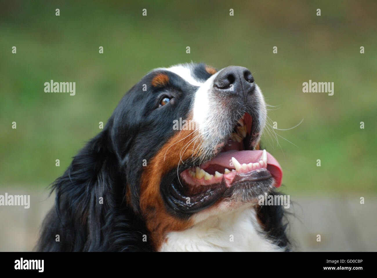 Biggest Bernese Mountain Dog