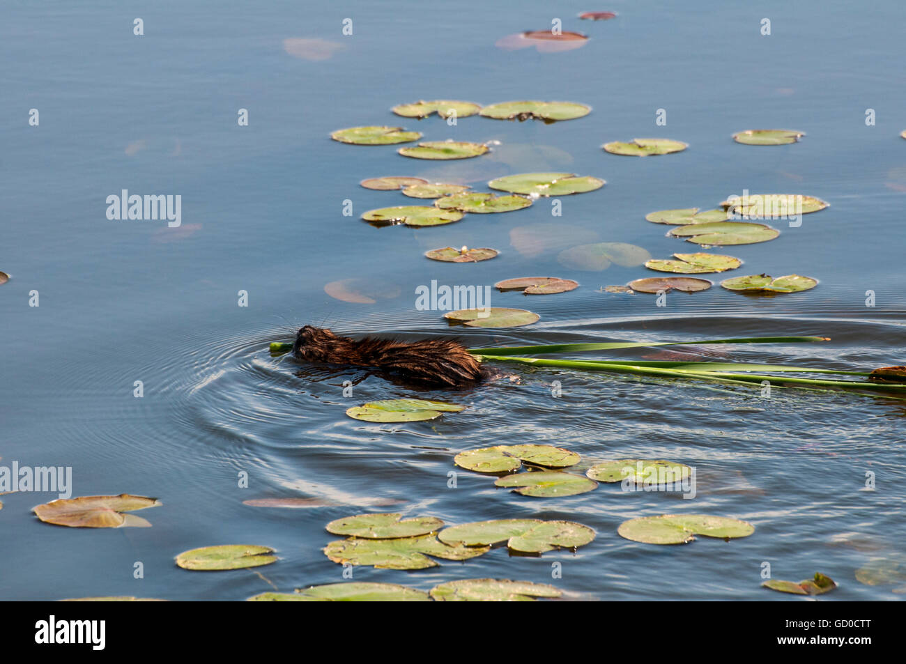 Vadnais Heights, Minnesota. Vadnais lake regional park. Muskrat taking ...
