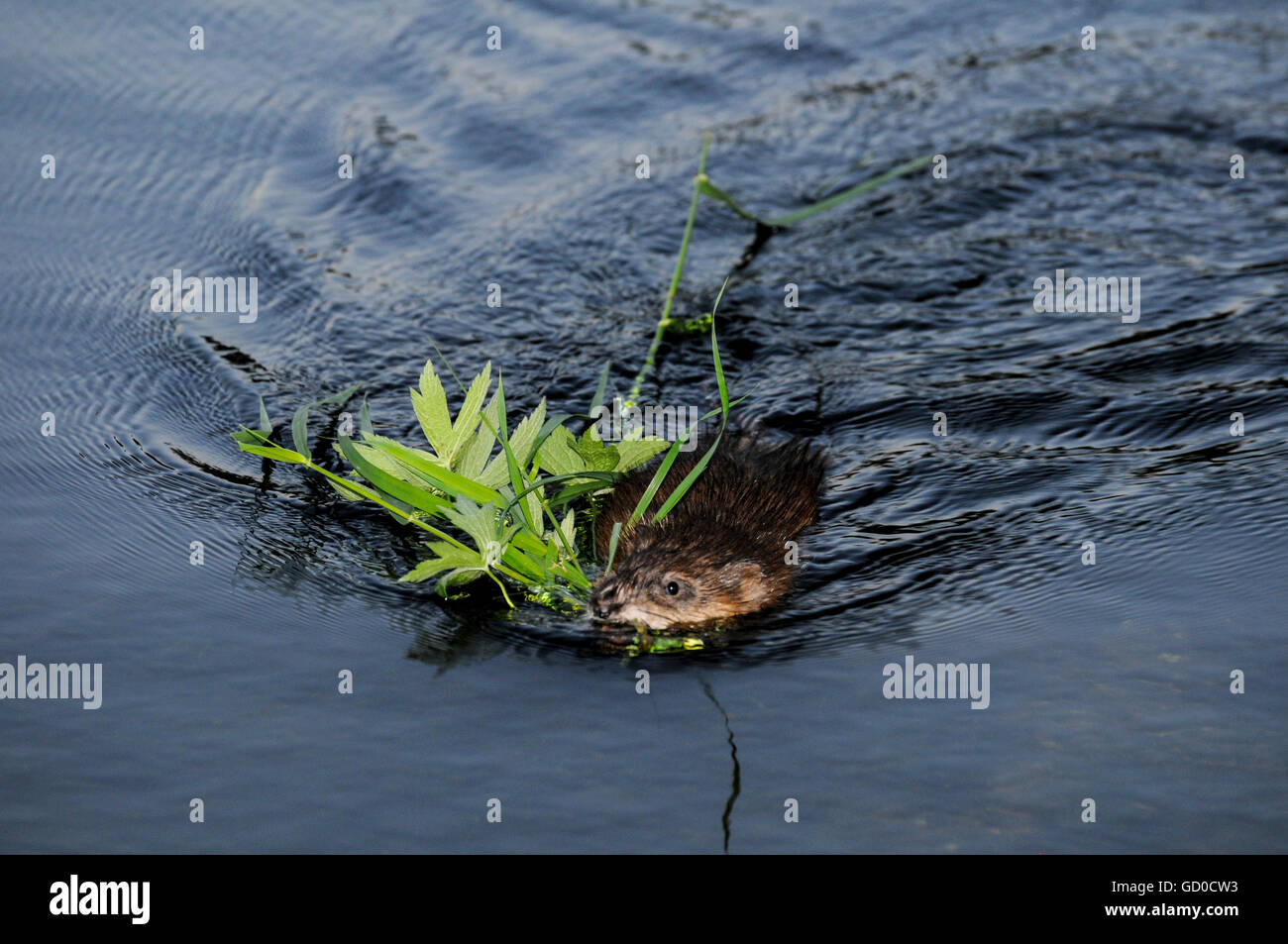 Vadnais Heights, Minnesota. Vadnais lake regional park. Muskrat taking ...