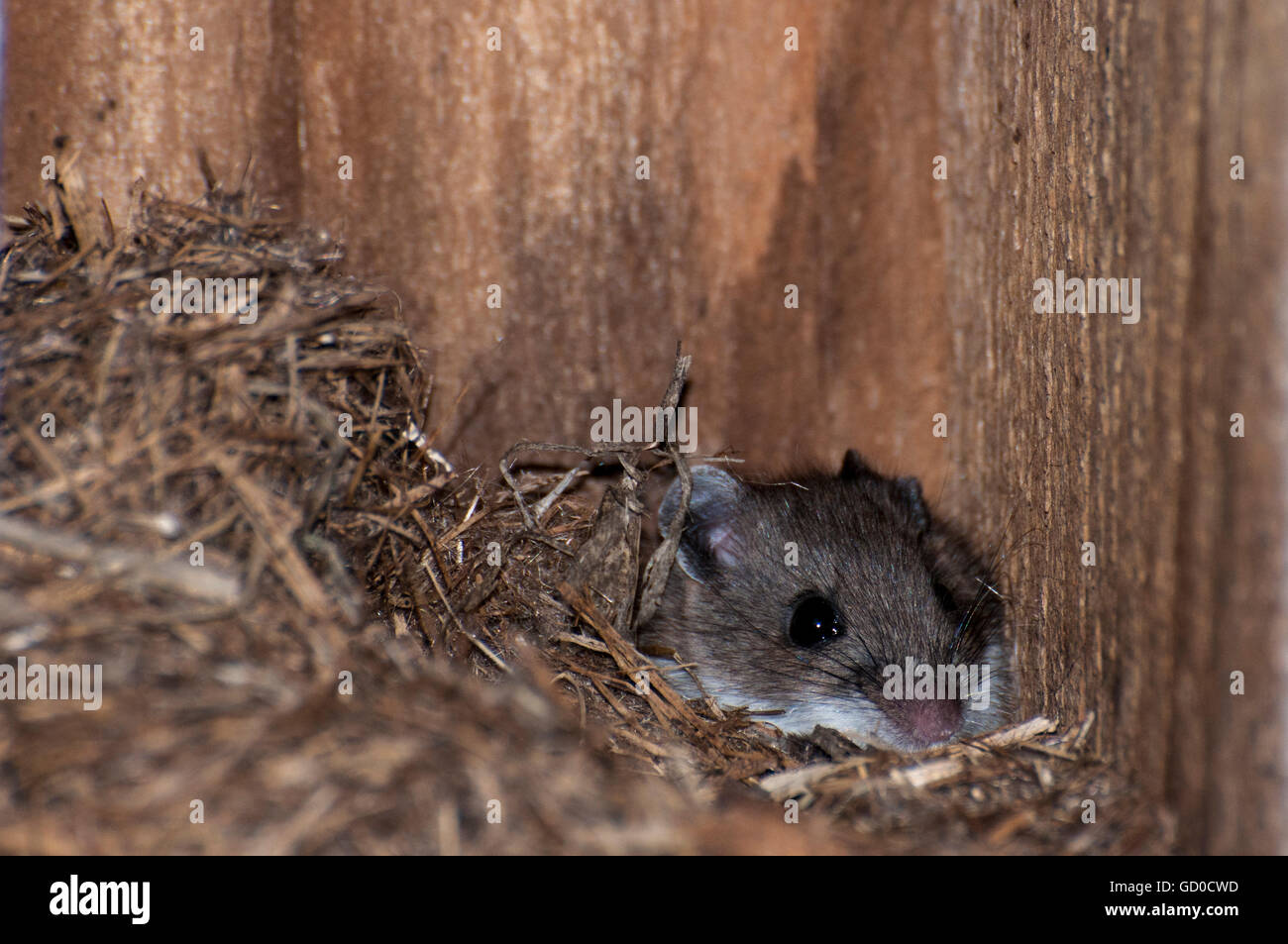 Little Canada, Minnesota. Gervais Mill Park. White-footed Mouse ...