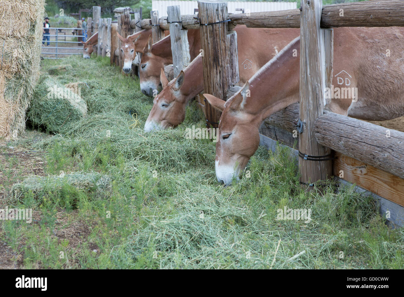 Animal eating breakfast hi-res stock photography and images - Alamy