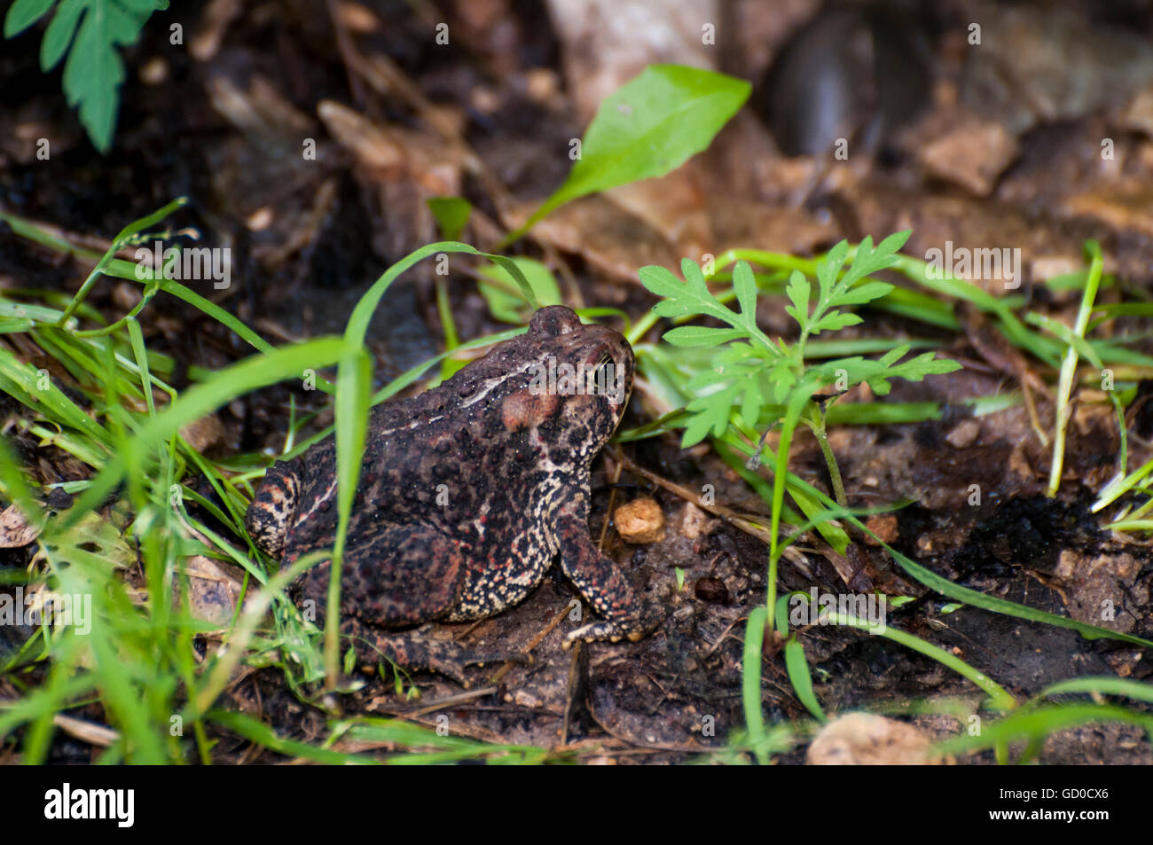 Vadnais Heights, Minnesota. John H. Allison forest. American toad, Bufo ...