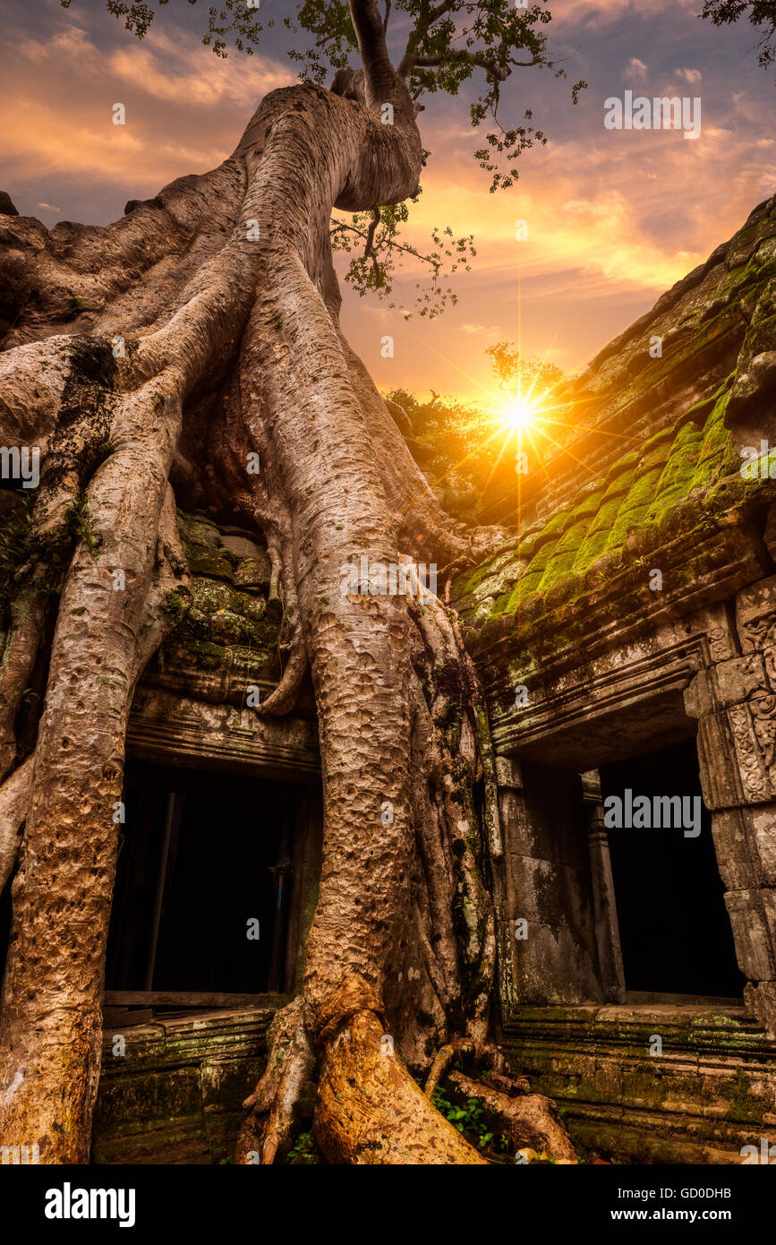 Enormous spung tree roots grow down around the doorways at Ta Prohm in ...