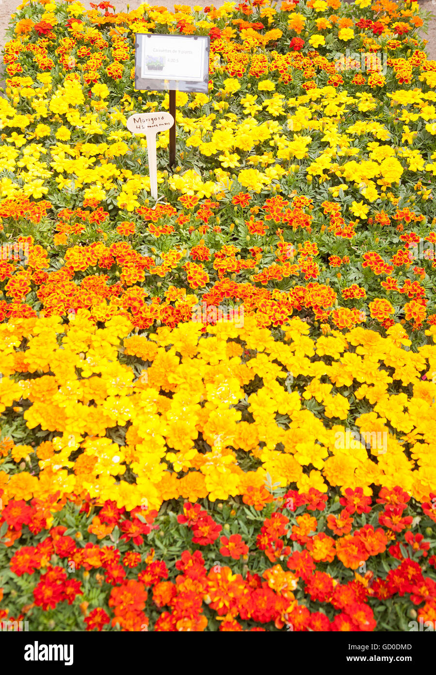 Marigold blooms hi-res stock photography and images - Alamy