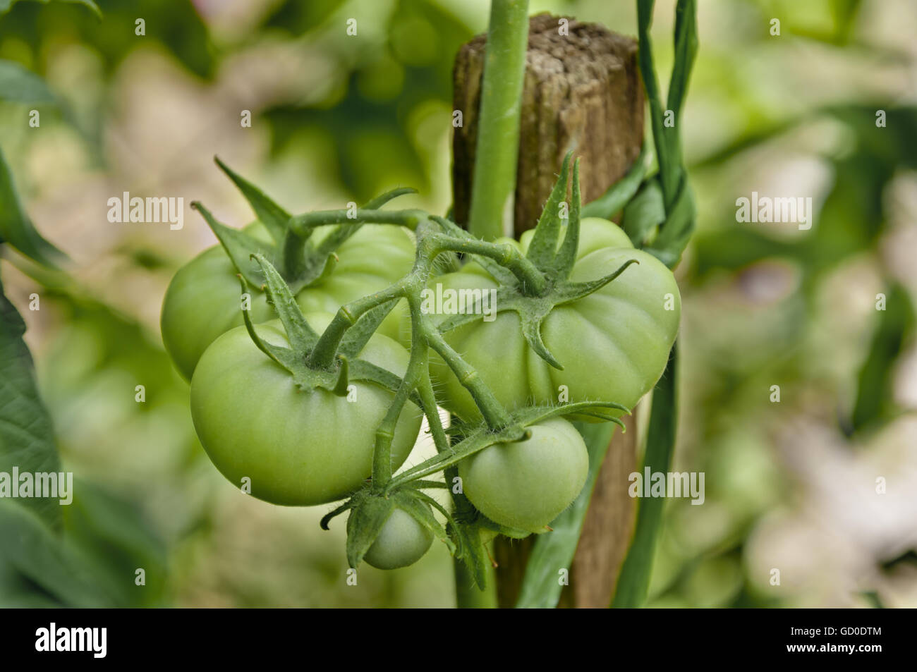 Supported plant hi-res stock photography and images - Alamy