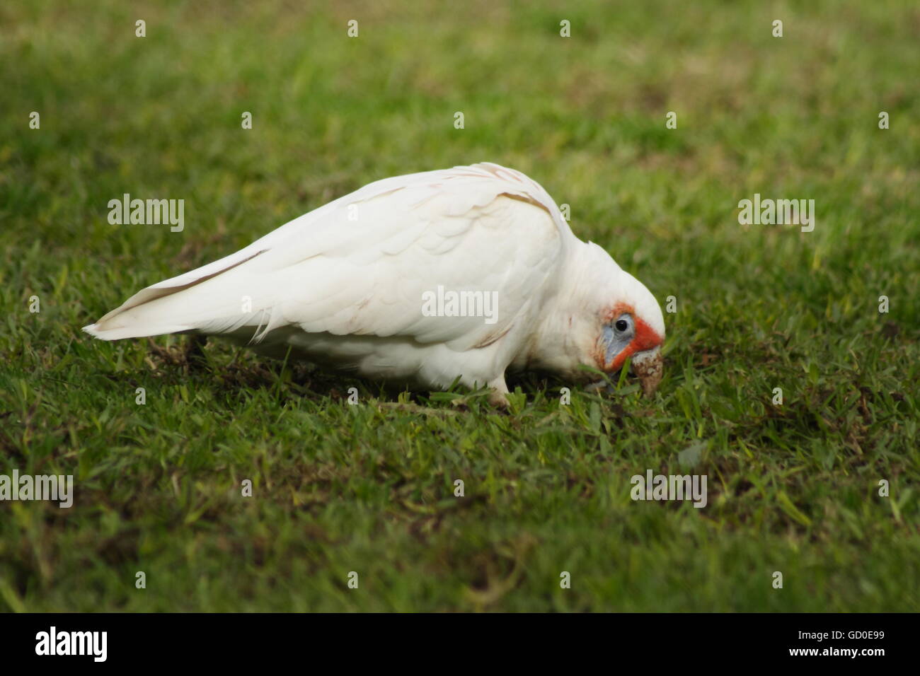 Long Billed Corella Australia Stock Photo - Alamy