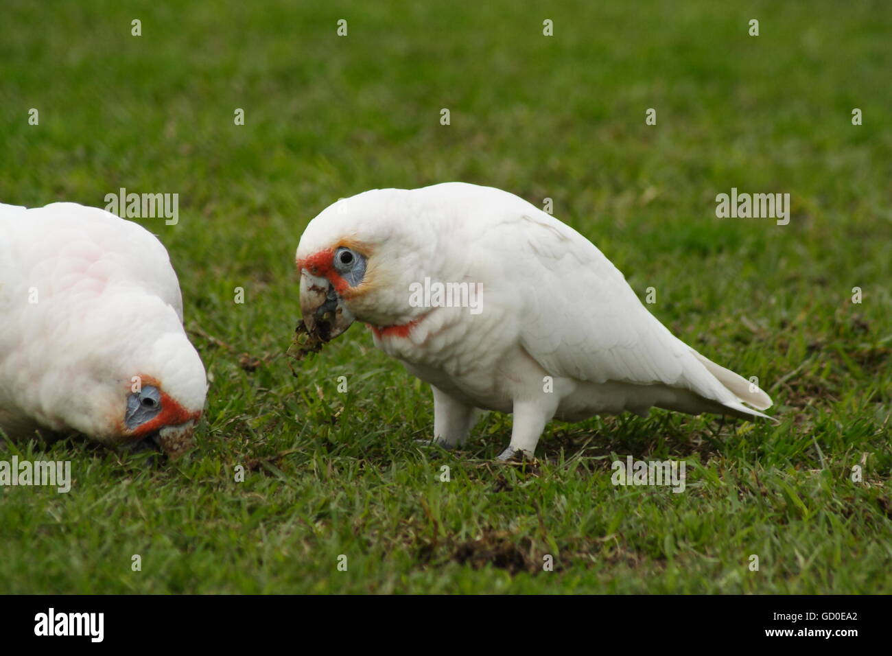 Australian Long Billed Corella feeding on grass roots Stock Photo - Alamy