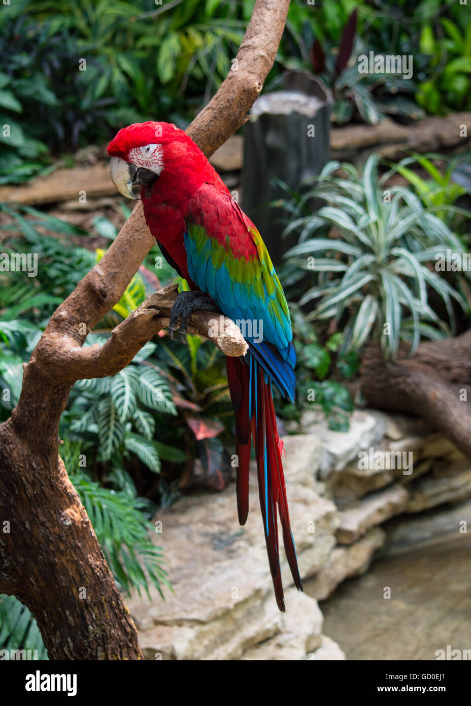 Scarlet macaw (Ara macao) sitting on a tree Stock Photo - Alamy