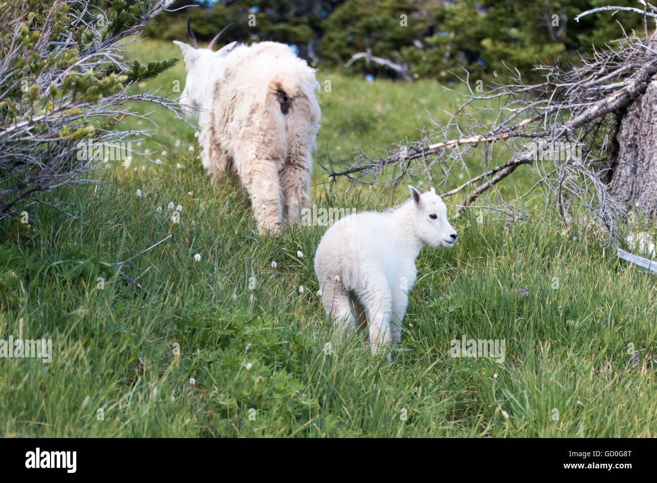 Baby goat mother hi-res stock photography and images - Alamy
