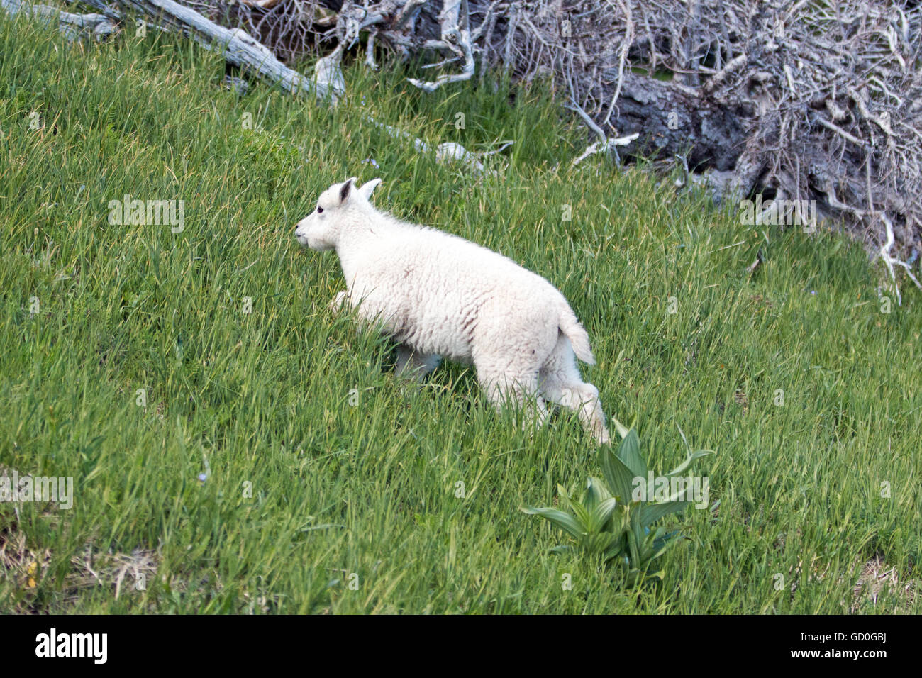 Baby Mountain Goat Climbing