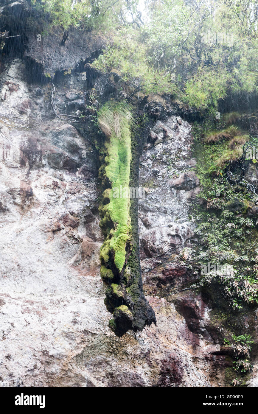 Moss covered tree root dangling in pit cave, Musgrave Inlet, Auckland ...