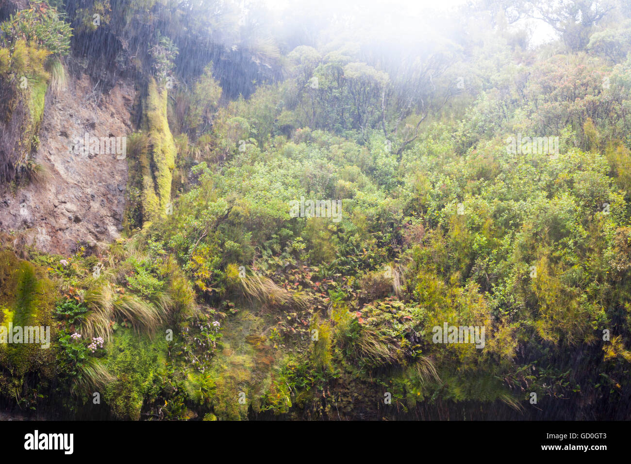 Tree ferns new zealand hi-res stock photography and images - Alamy