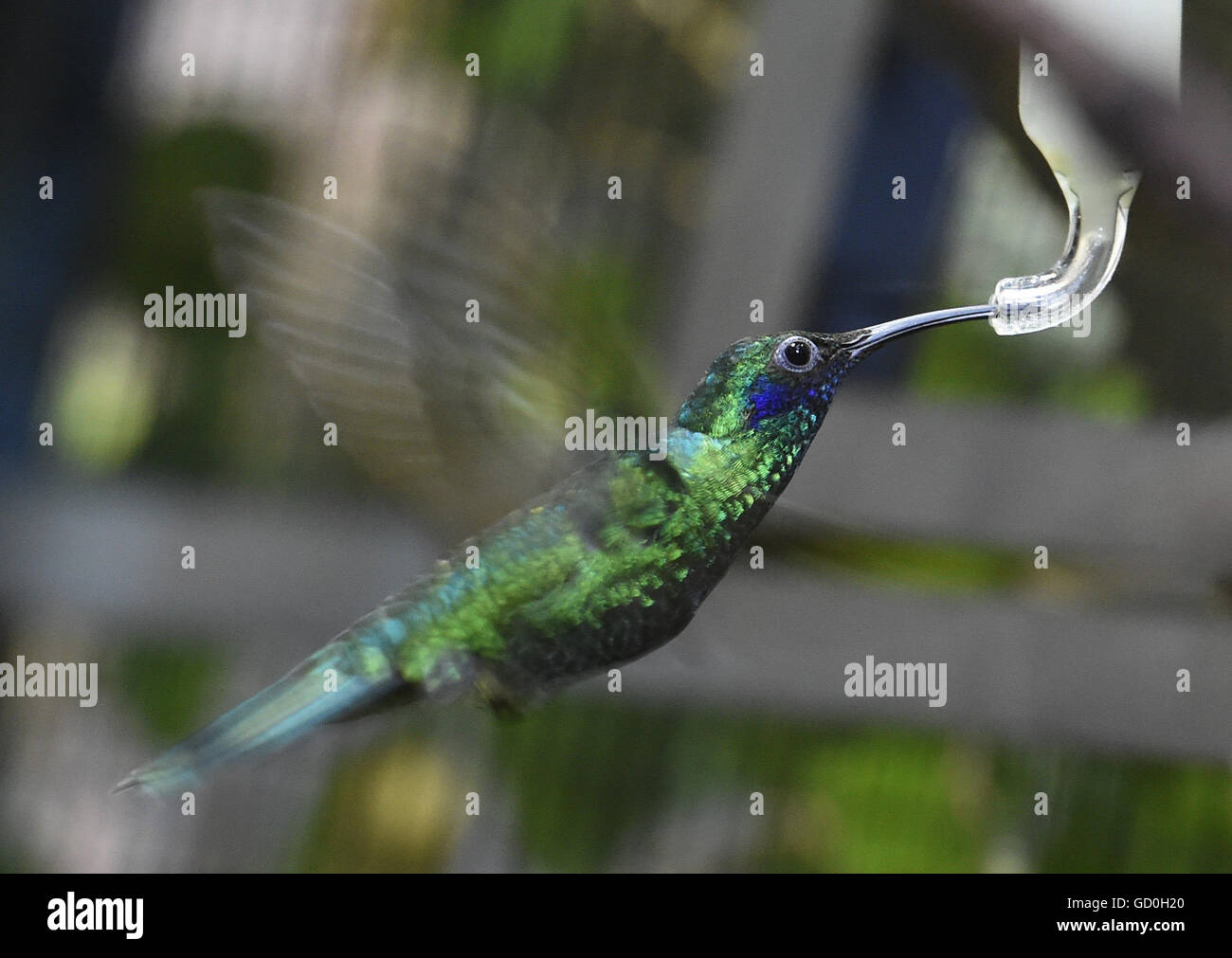 Walsrode, Germany. 23rd June, 2016. A green violetear flying in his ...