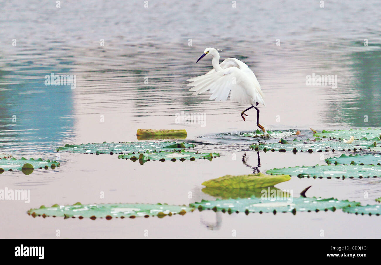 Beijing, China's Sichuan Province. 6th July, 2016. An egret is seen on ...