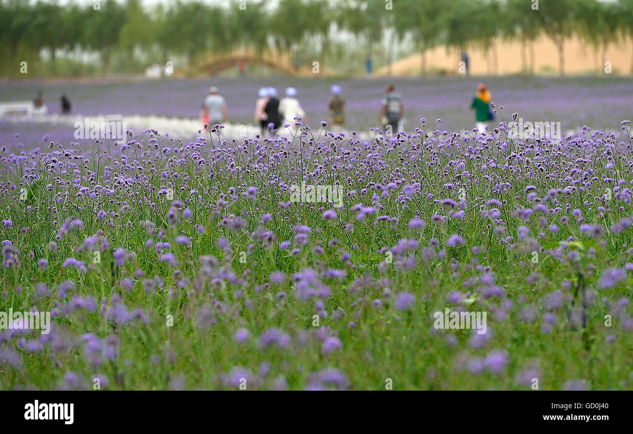 Zhongwei, China's Ningxia Hui Autonomous Region. 9th July, 2016 ...