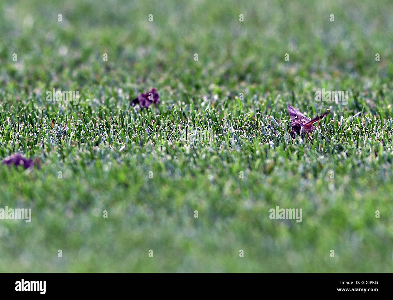 10 moths hi-res stock photography and images - Alamy
