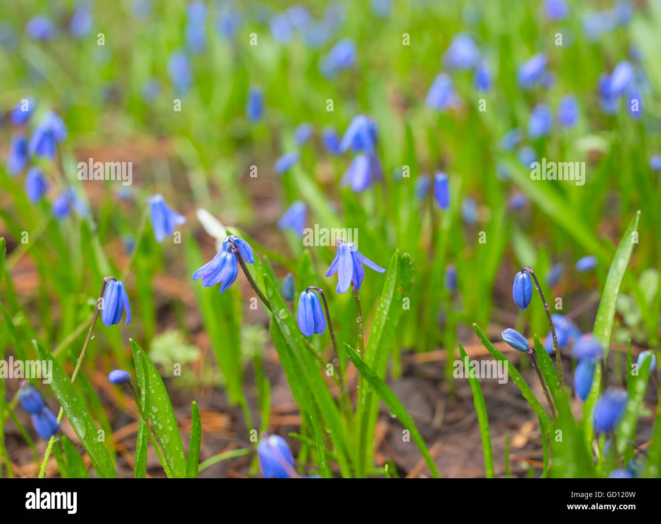 Wildflowers Scilla siberica (Scilla) in the grass Stock Photo - Alamy