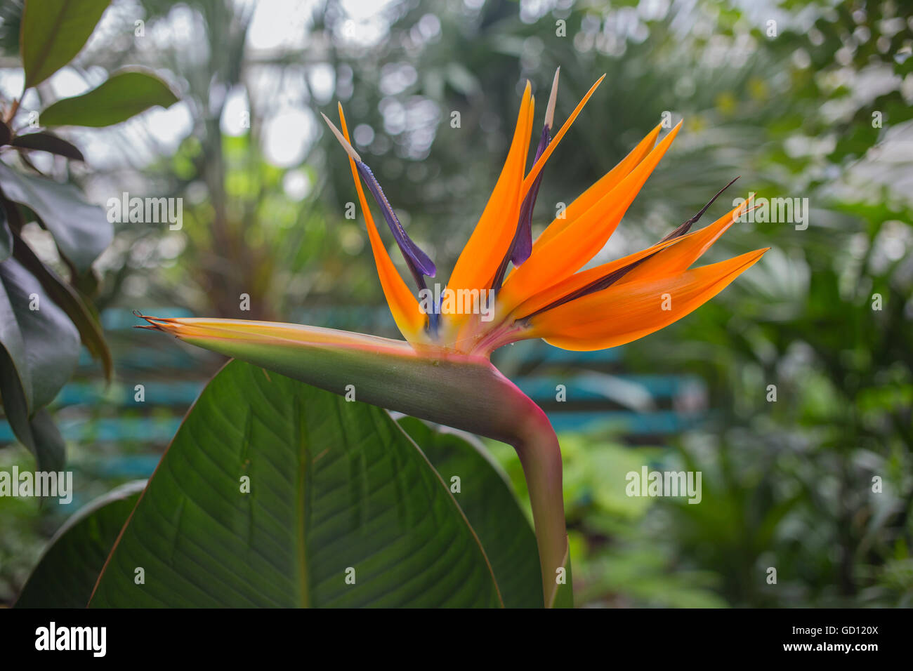 Crane flower hi-res stock photography and images - Alamy