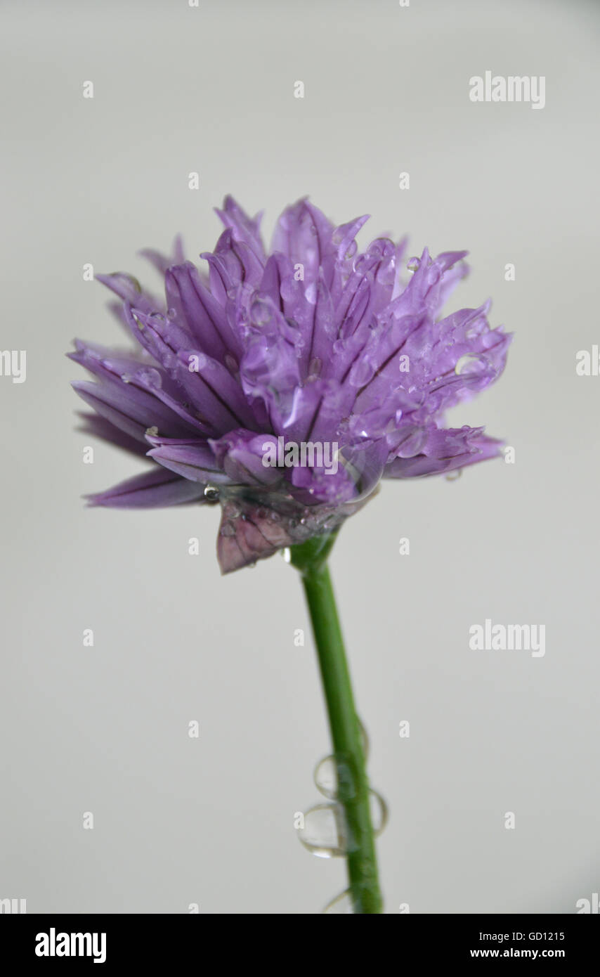 Dewdrops on a Single Chive Flower Head (Allium Schoenoprasum Stock ...
