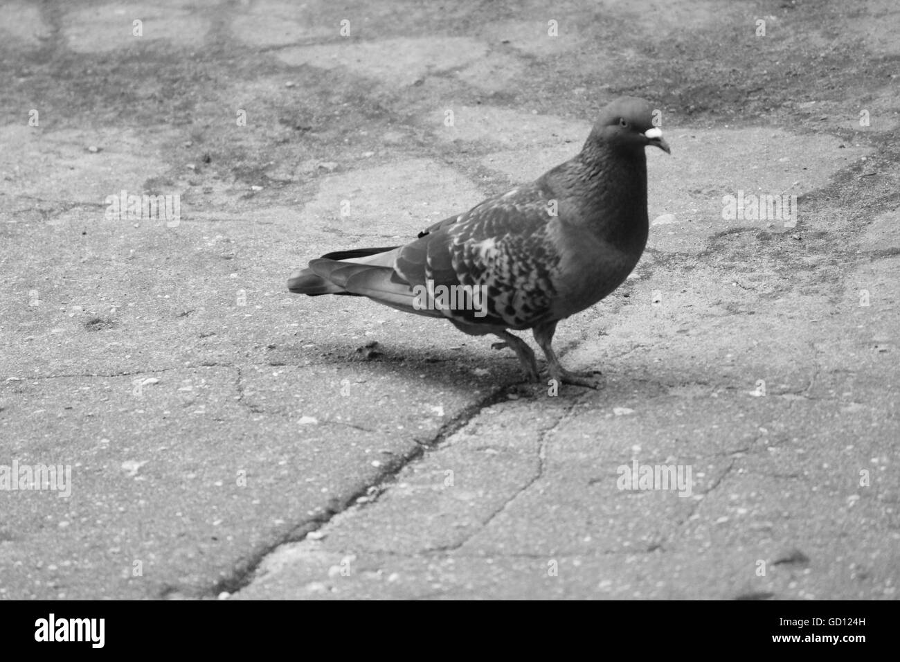 Gray wings Black and White Stock Photos & Images - Alamy