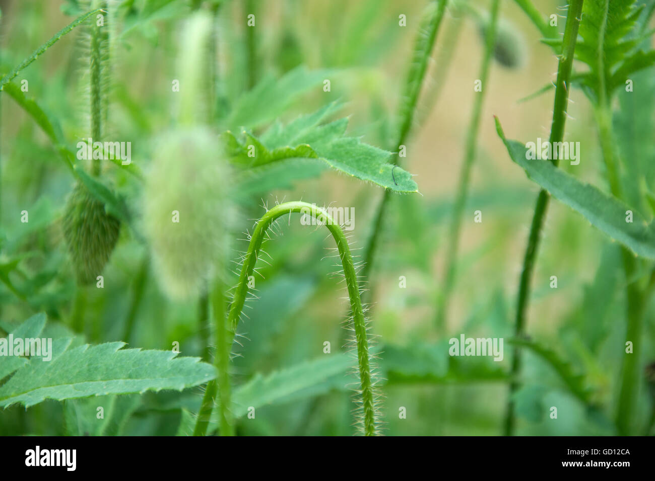 Green foliage of poppy plants using depth of field focus Stock Photo ...