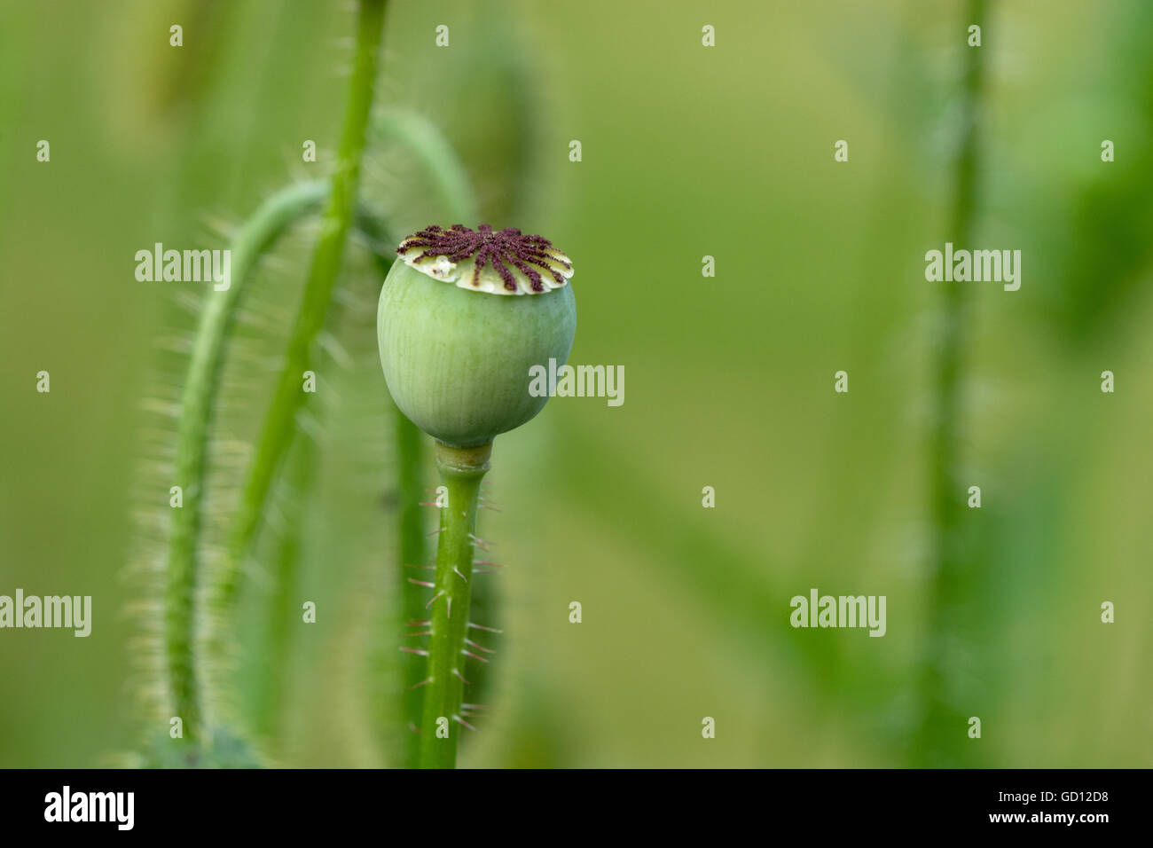 Poppy seed head Stock Photo - Alamy