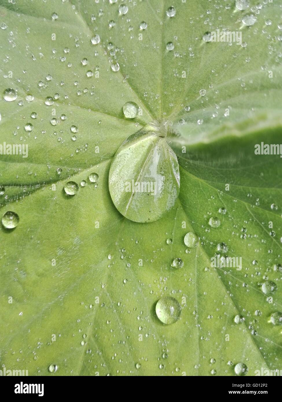 Water on leaf Stock Photo - Alamy