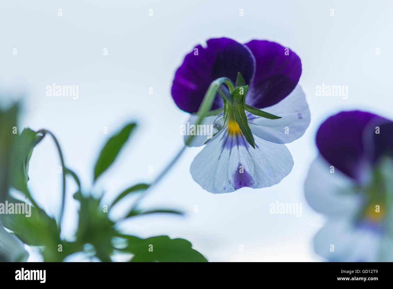 Closeup of an horned violet flower Stock Photo - Alamy