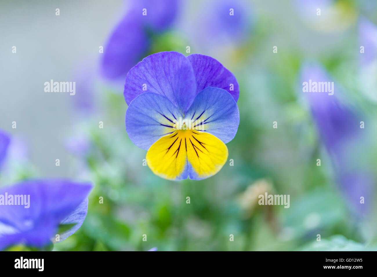 Closeup of an horned violet flower Stock Photo - Alamy