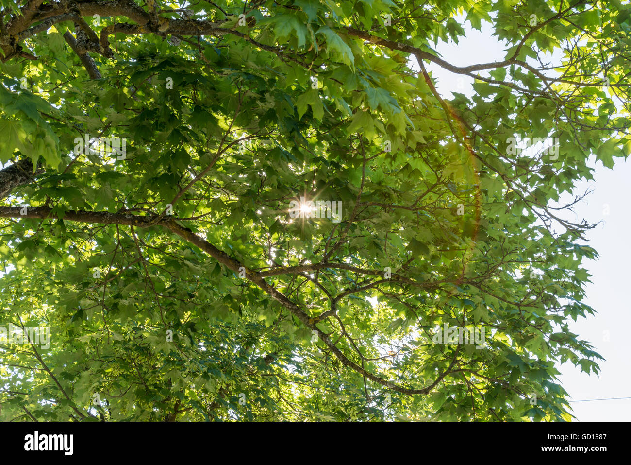 Sunbeams through a tree hi-res stock photography and images - Alamy