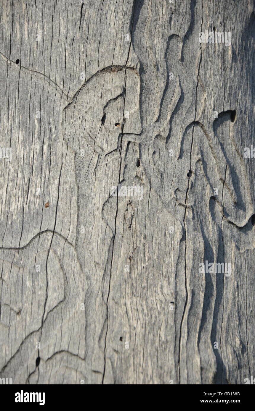 worm traces, bare, tree, wood, worm, grain, brown, old, macro, texture ...
