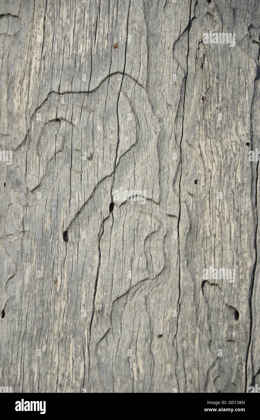 wood, worm, grain, tree, brown, old, macro, texture, eaten, background ...