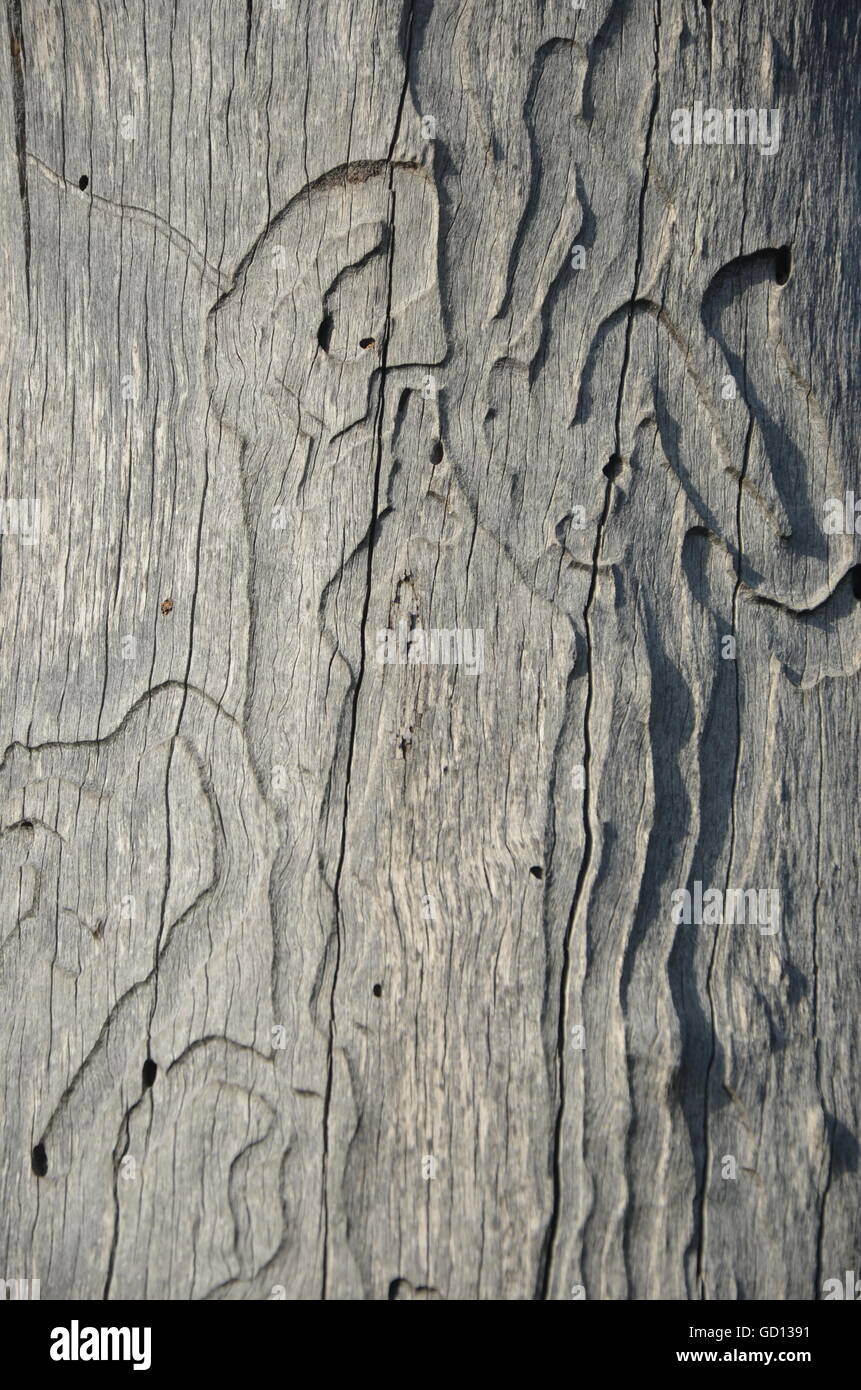 Wood worm hi-res stock photography and images - Alamy