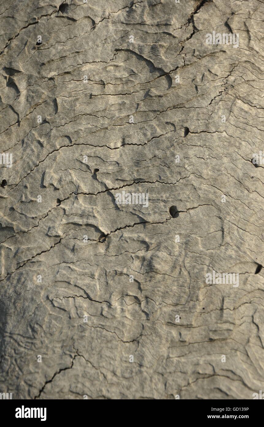 Rough wood grain hi-res stock photography and images - Alamy