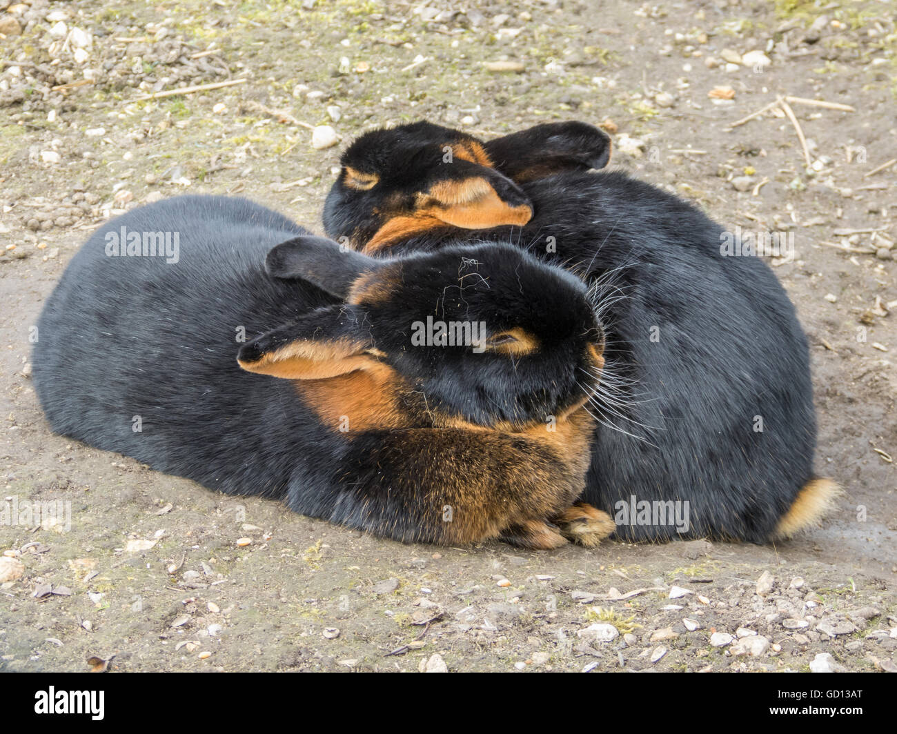 Two bunny are cuddling together Stock Photo - Alamy