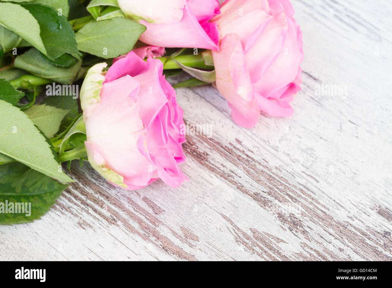 Pink fresh roses Stock Photo - Alamy