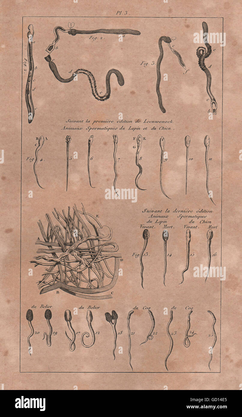 Dog sperm hi-res stock photography and images - Alamy