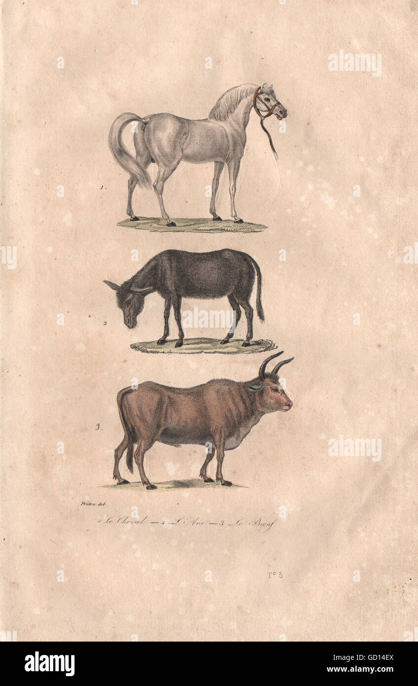 FARM ANIMALS: Cheval (Horse). Ane (Donkey). Boeuf (Ox). BUFFON, old ...