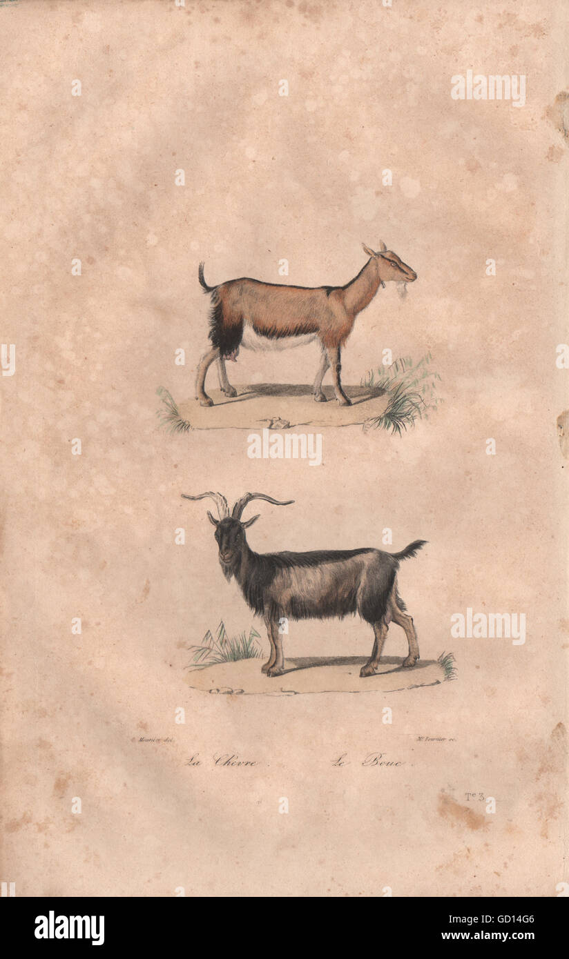 GOATS: Chèvre (Goat); Bouc (Billy Goat). BUFFON, antique print 1837 ...